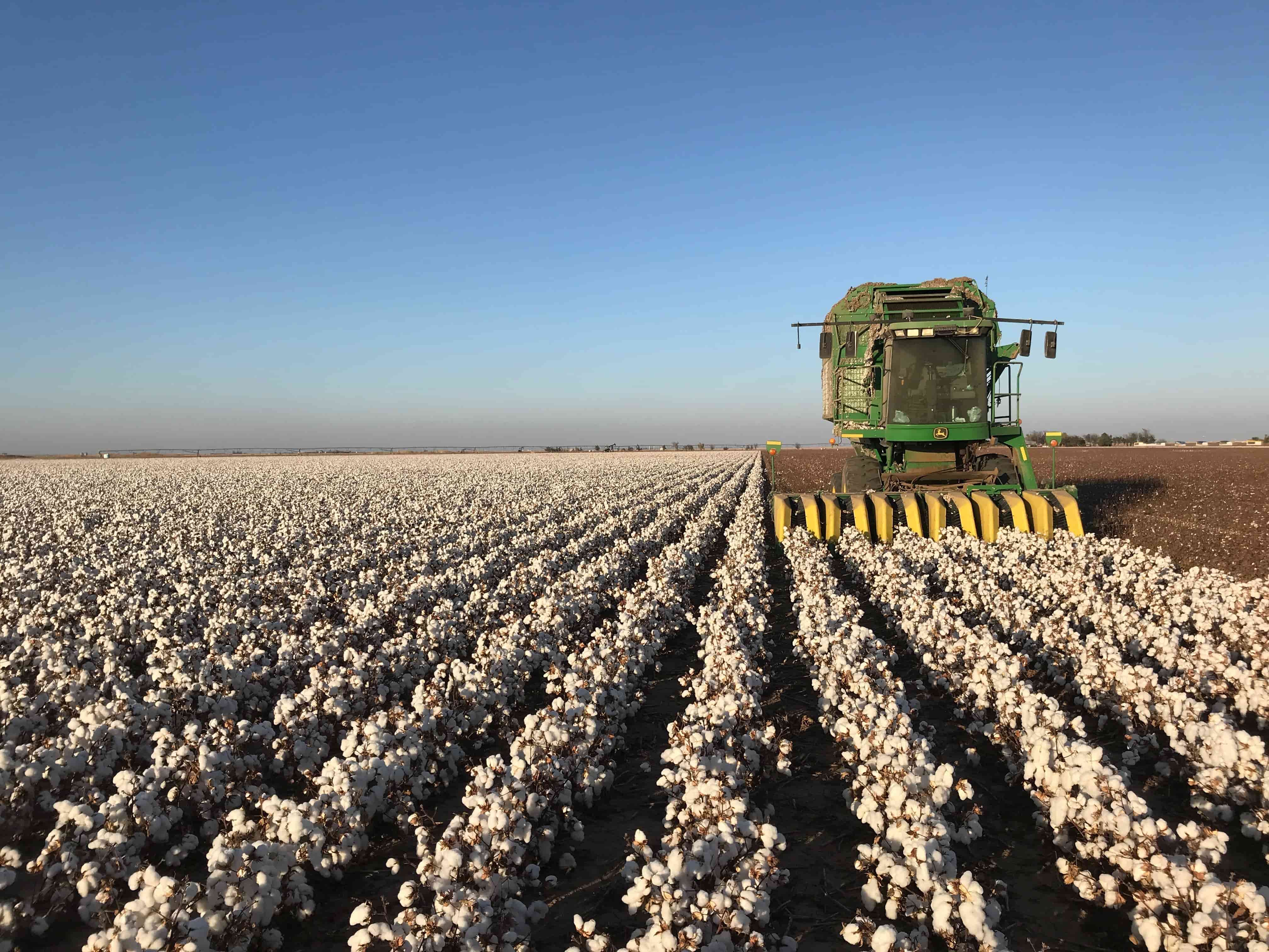Loans Available to Cotton Producers to Help Offset Delayed Ginning ...