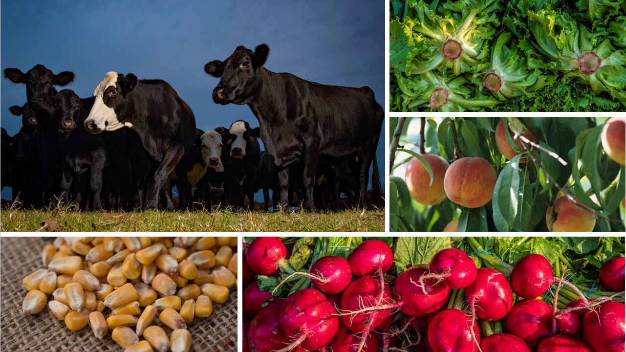 Today and All Days, We Thank #OurFarmers | Farmers.gov