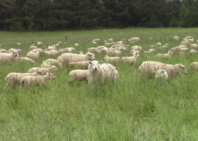 Oregon Shepherds Flock to Soil Health | Farmers.gov