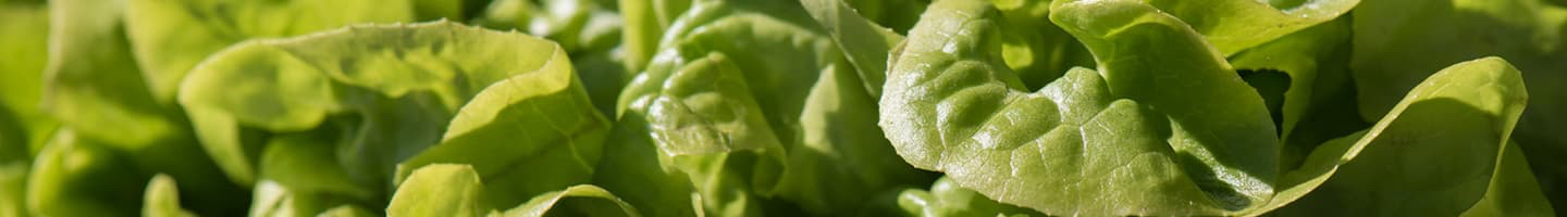 Create Your H-2A Visa Checklist | Farmers.gov