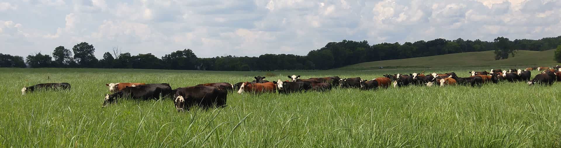 New Science Shows Benefits of Grazing Native Warm-Season Grasses ...