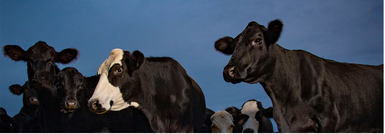 Livestock Operation Resources | Farmers.gov