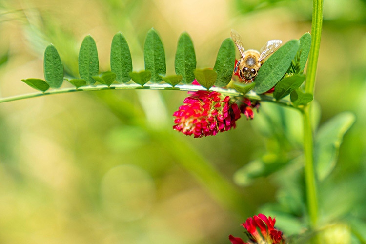 Pollinator plants advice from USDA | Farmers.gov