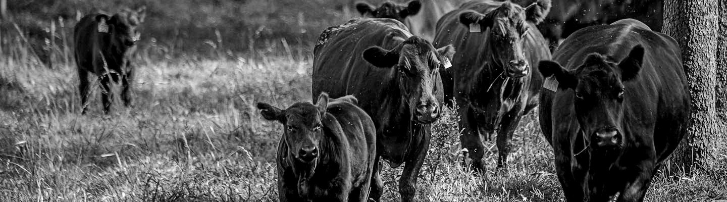 [Archived] Coronavirus Food Assistance Program 1 FAQ | Farmers.gov