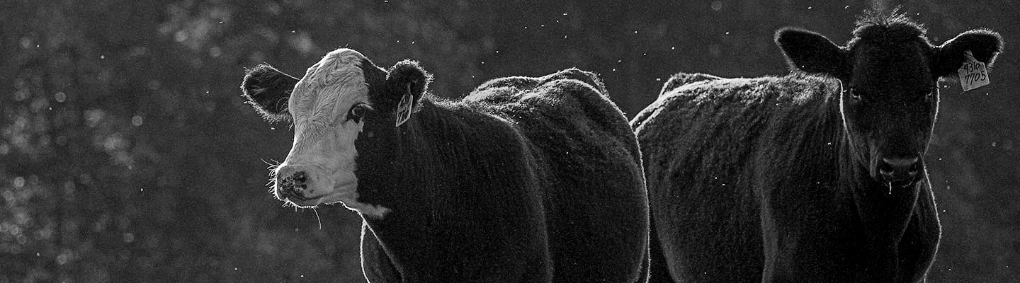 [Archived] Coronavirus Food Assistance Program 2 FAQ | Farmers.gov