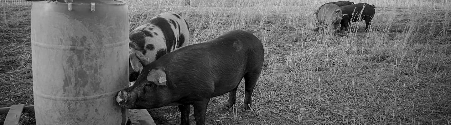 Spot Market Hog Pandemic Program | Farmers.gov