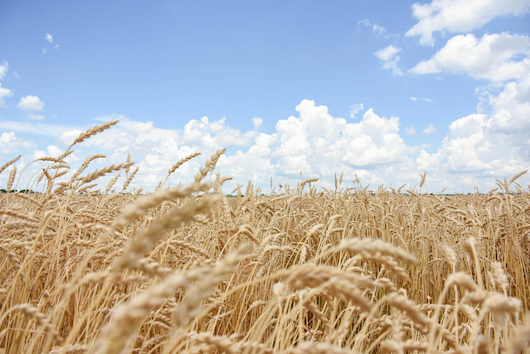 Ask the Expert: A Farm Operating Loan Q&A with Jack Carlile | Farmers.gov