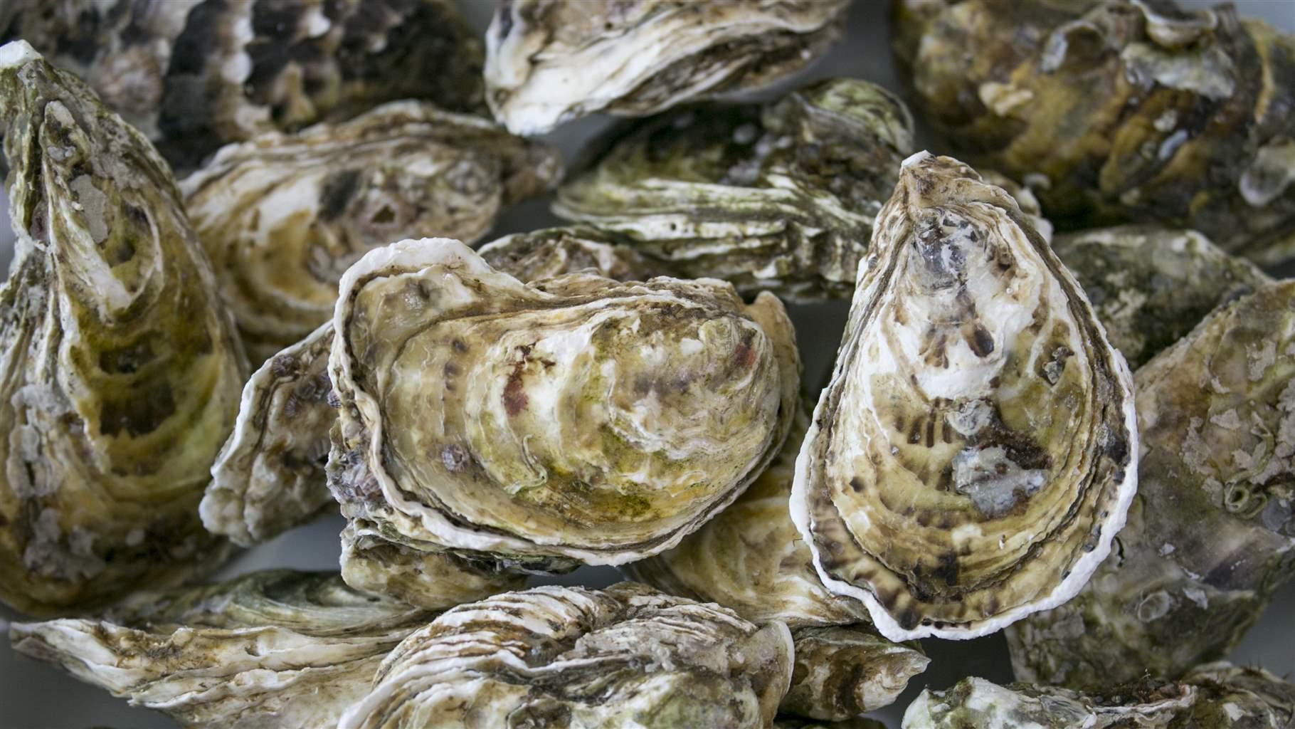 Shellfish Crop Insurance Program Offers Oyster Producers Needed ...