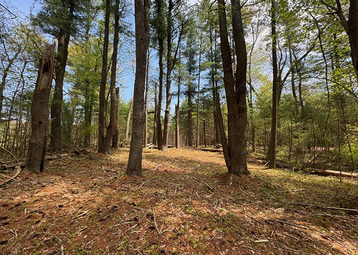 Inflation Reduction Act in Action: A Forester in Massachusetts Comes ...