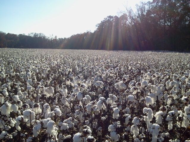 Soil Health: 4 Findings All Cotton Producers Need to Know | Farmers.gov