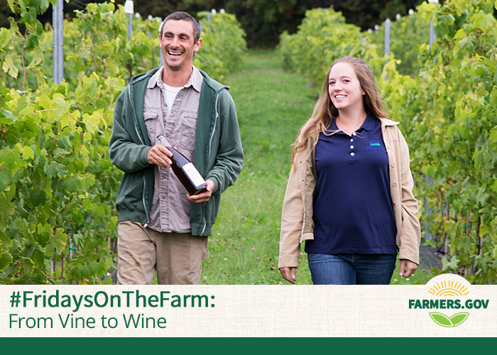 From Vine to Wine | Farmers.gov