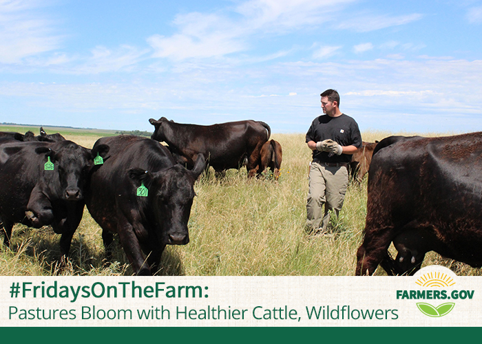 Pastures Bloom with Healthier Cattle, Wildflowers | Farmers.gov
