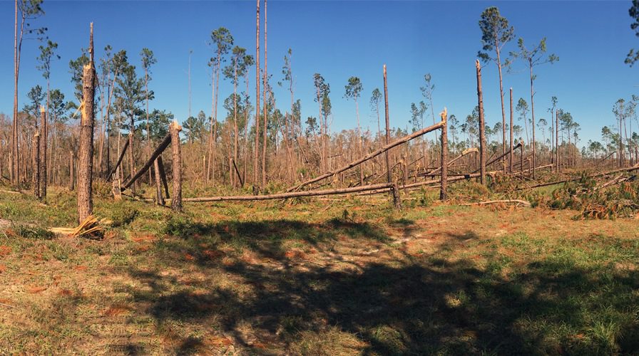 Support for Reforestation after Hurricanes | Farmers.gov