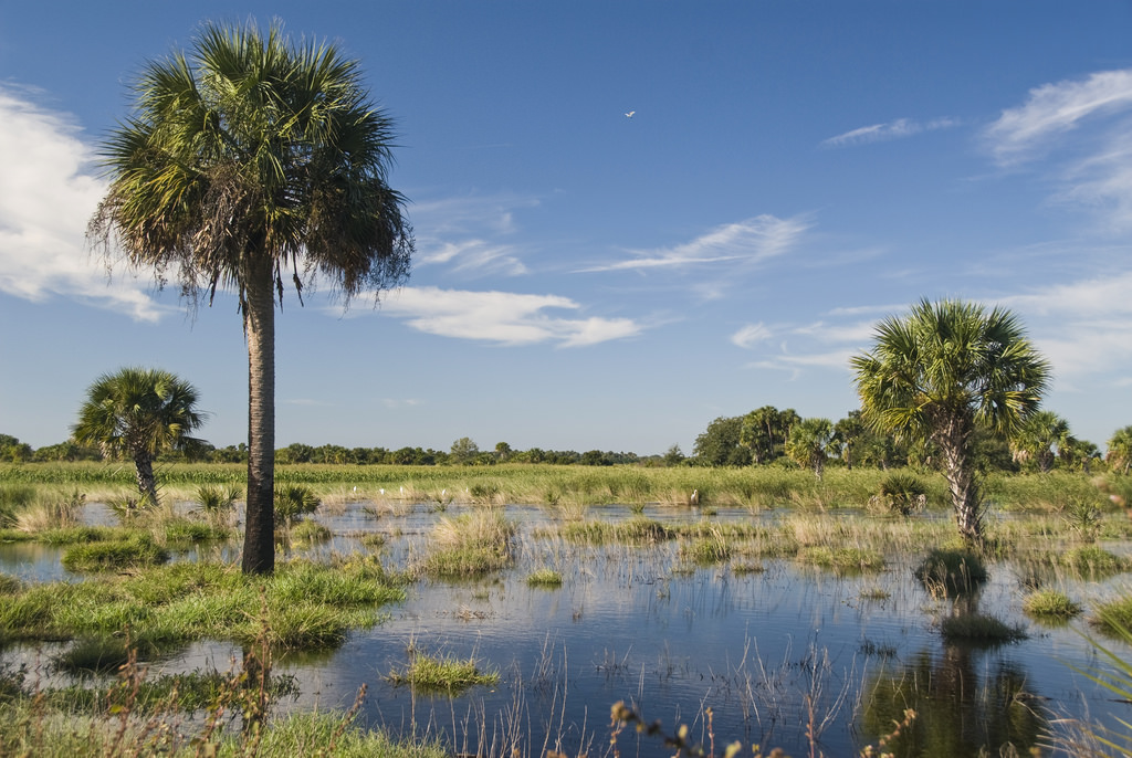 Are Wetland Easements Right for You? | Farmers.gov