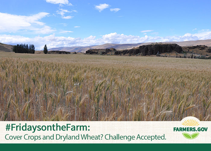 Cover Crops and Dryland Wheat? Challenge Accepted. | Farmers.gov