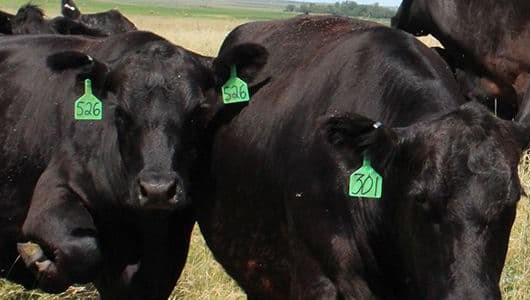 Pastures Bloom with Healthier Cattle, Wildflowers | Farmers.gov
