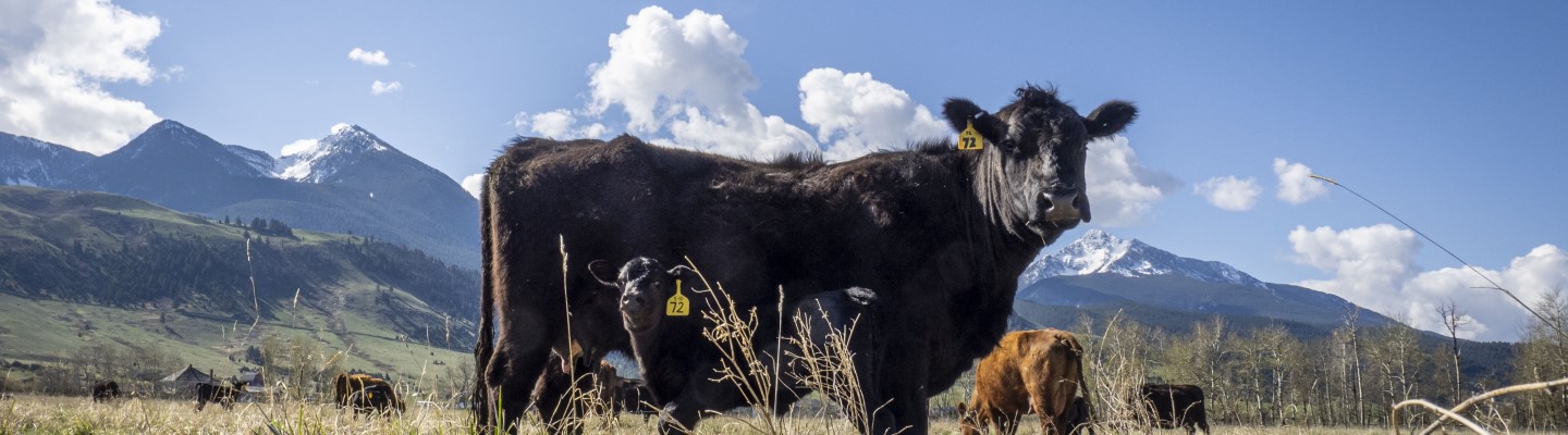 Livestock Operation Resources | Farmers.gov